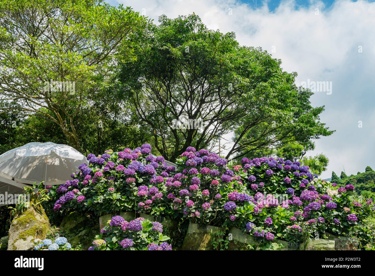 Super beautiful blossom of Hydrangea macrophylla at Zhuzihu area ...