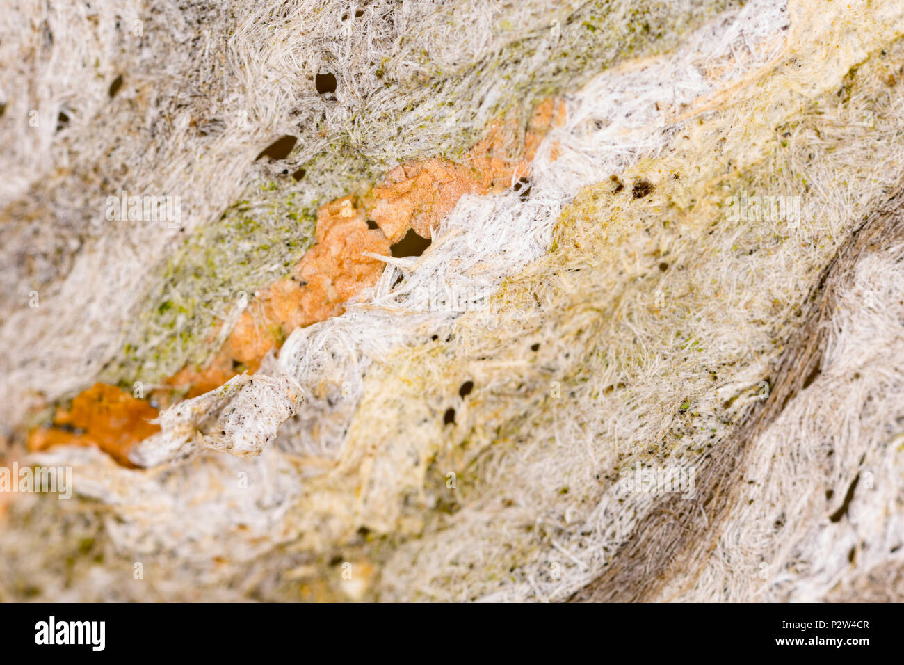 Various winged insects hi-res stock photography and images - Alamy