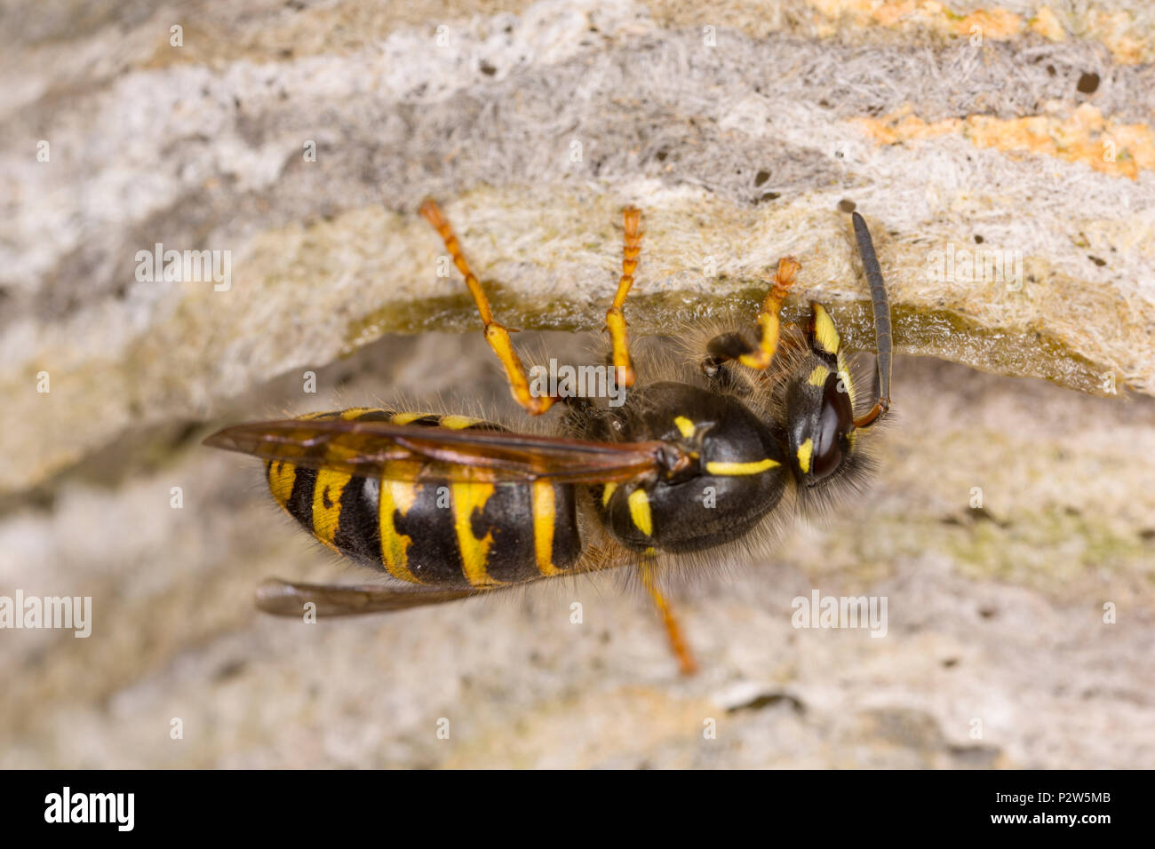 Wood shed wasp uk hi-res stock photography and images - Alamy