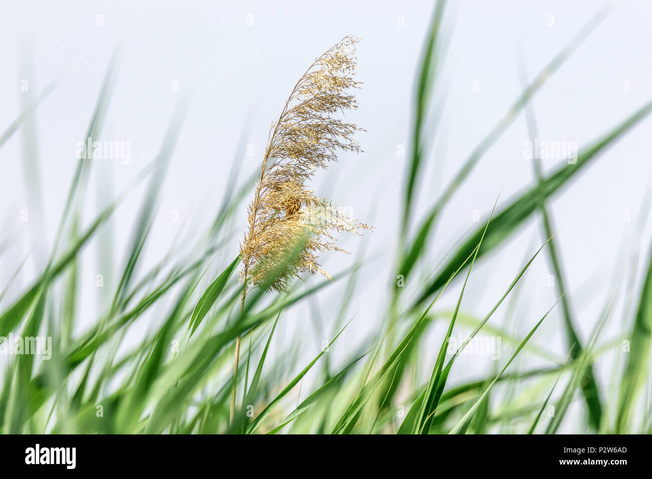 image plant of wild nature green reeds and dry top Stock Photo - Alamy