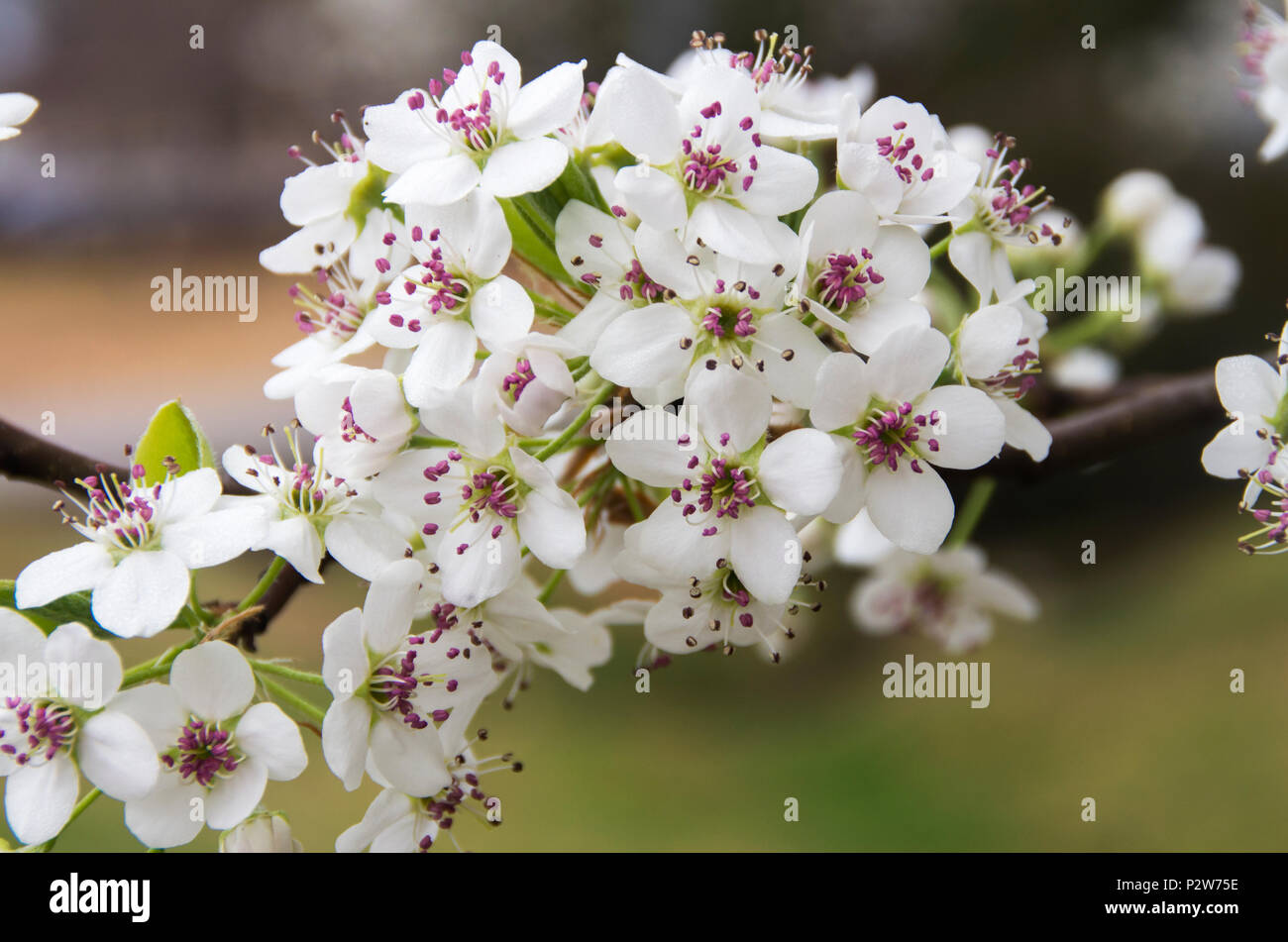 Blooming bradford pear tree hi-res stock photography and images - Alamy