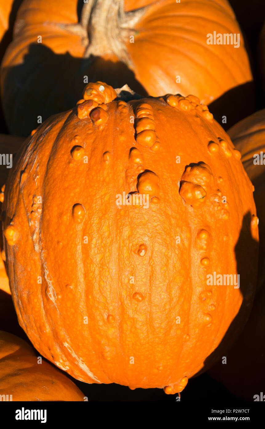A oddbal bumpy pumpkin for sale at a pumpkin patch vendor in Myrtle ...