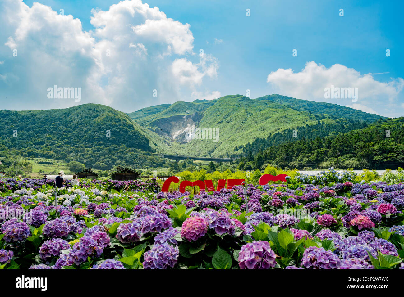 Taipei, JUN 4: Super beautiful blossom of Hydrangea macrophylla on JUN ...