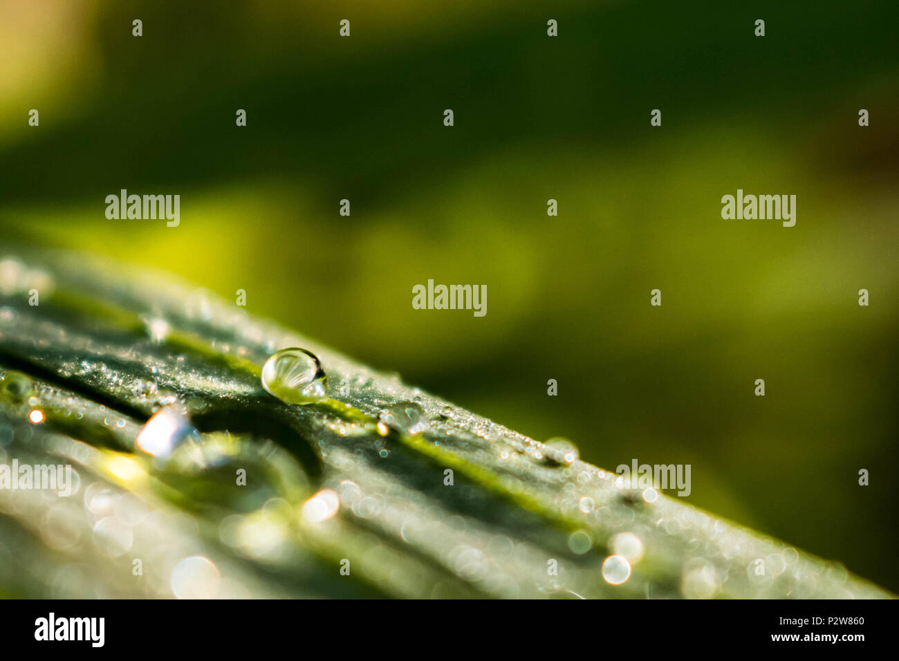 Water dew on rice leaf hi-res stock photography and images - Alamy
