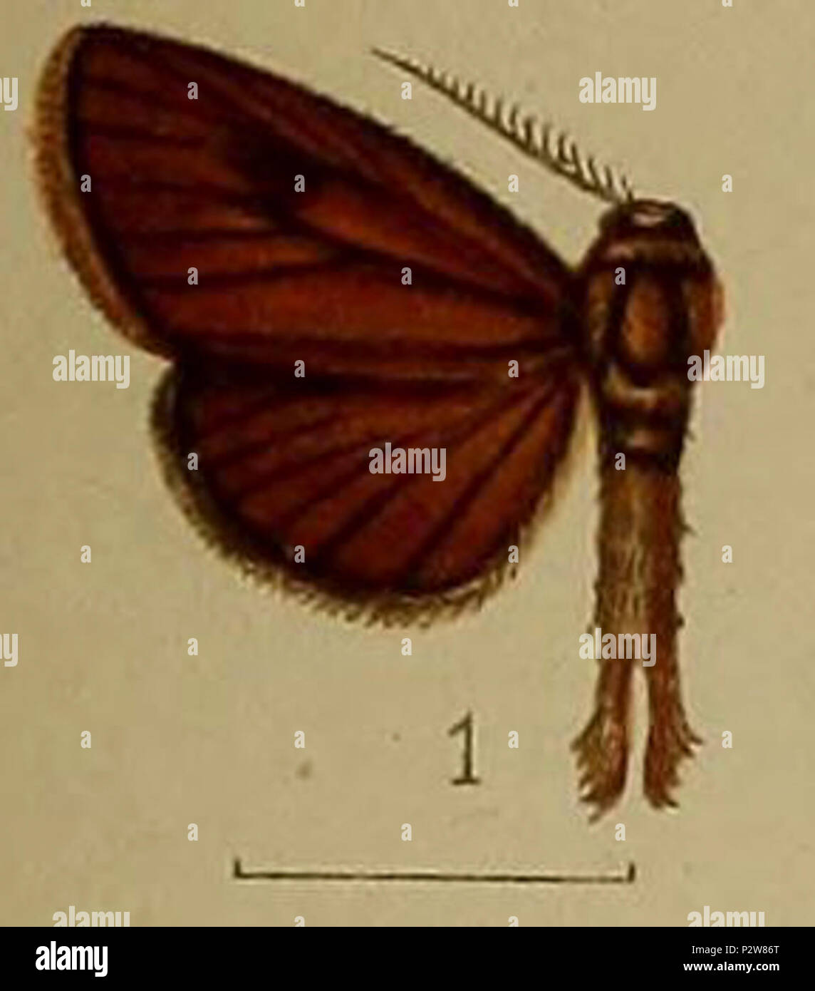 Arbela hi-res stock photography and images - Alamy