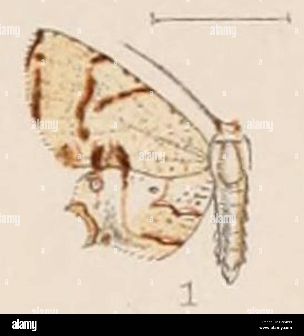 Epiplema hi-res stock photography and images - Alamy