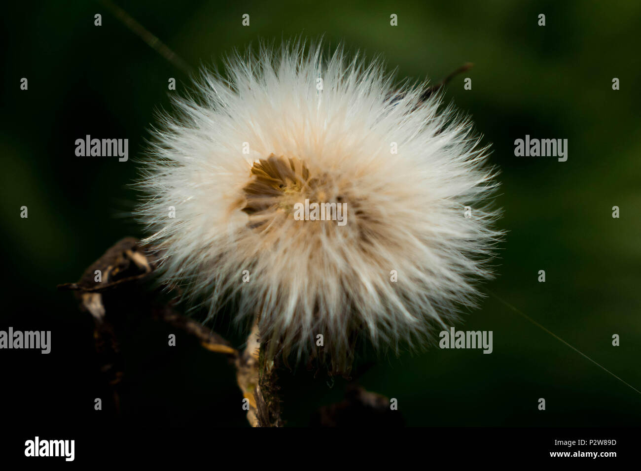 Daisy flower blowing wind hi-res stock photography and images - Alamy