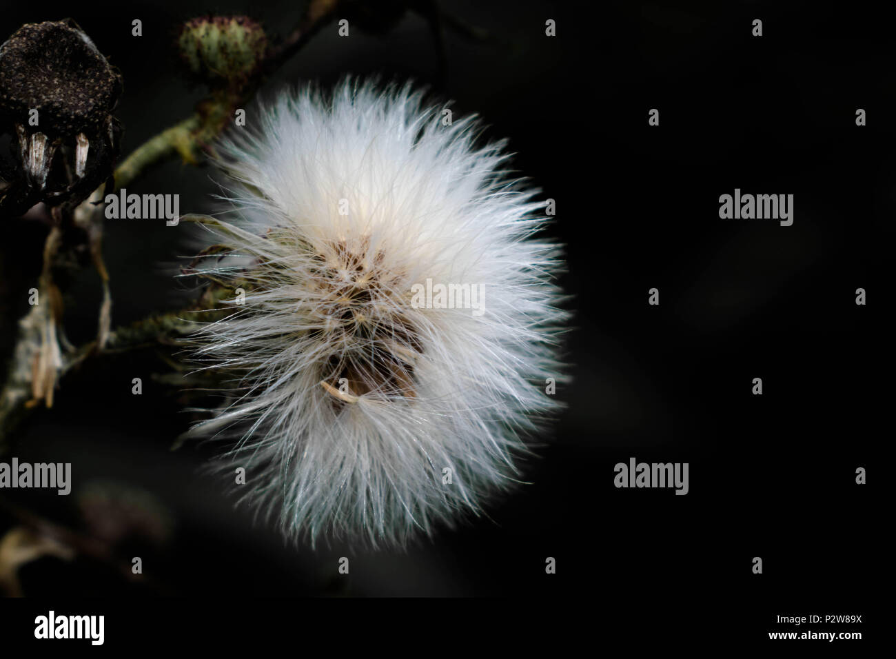 Dandelion flower meaning hi-res stock photography and images - Alamy