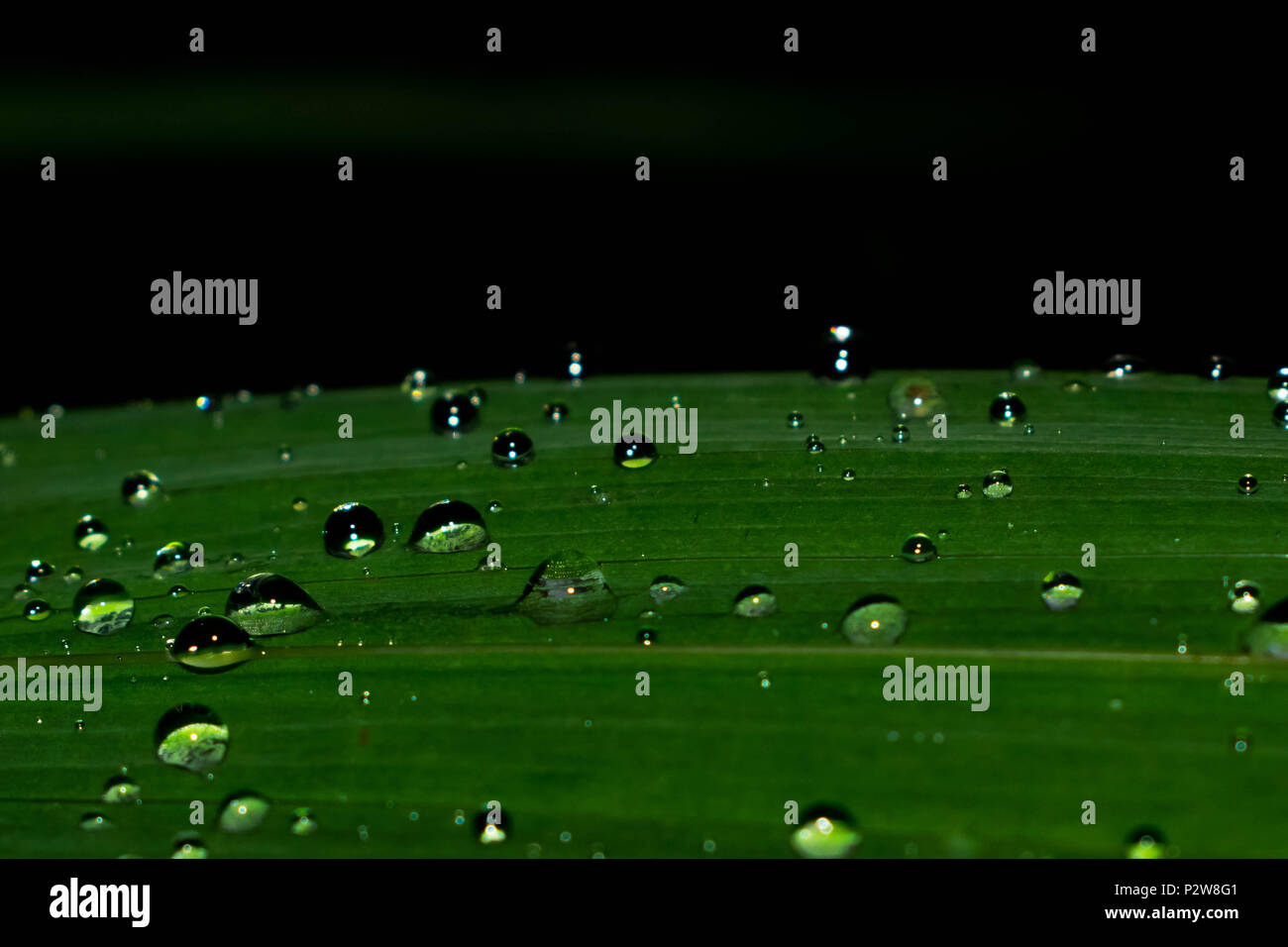 Rain on green leaves hi-res stock photography and images - Alamy