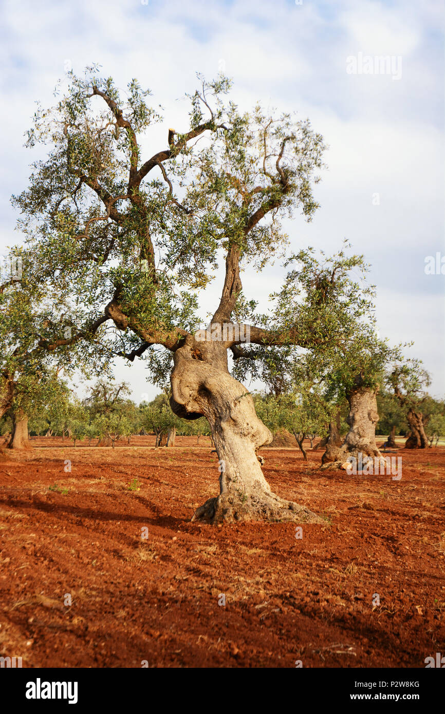Puglia olive hi-res stock photography and images - Alamy