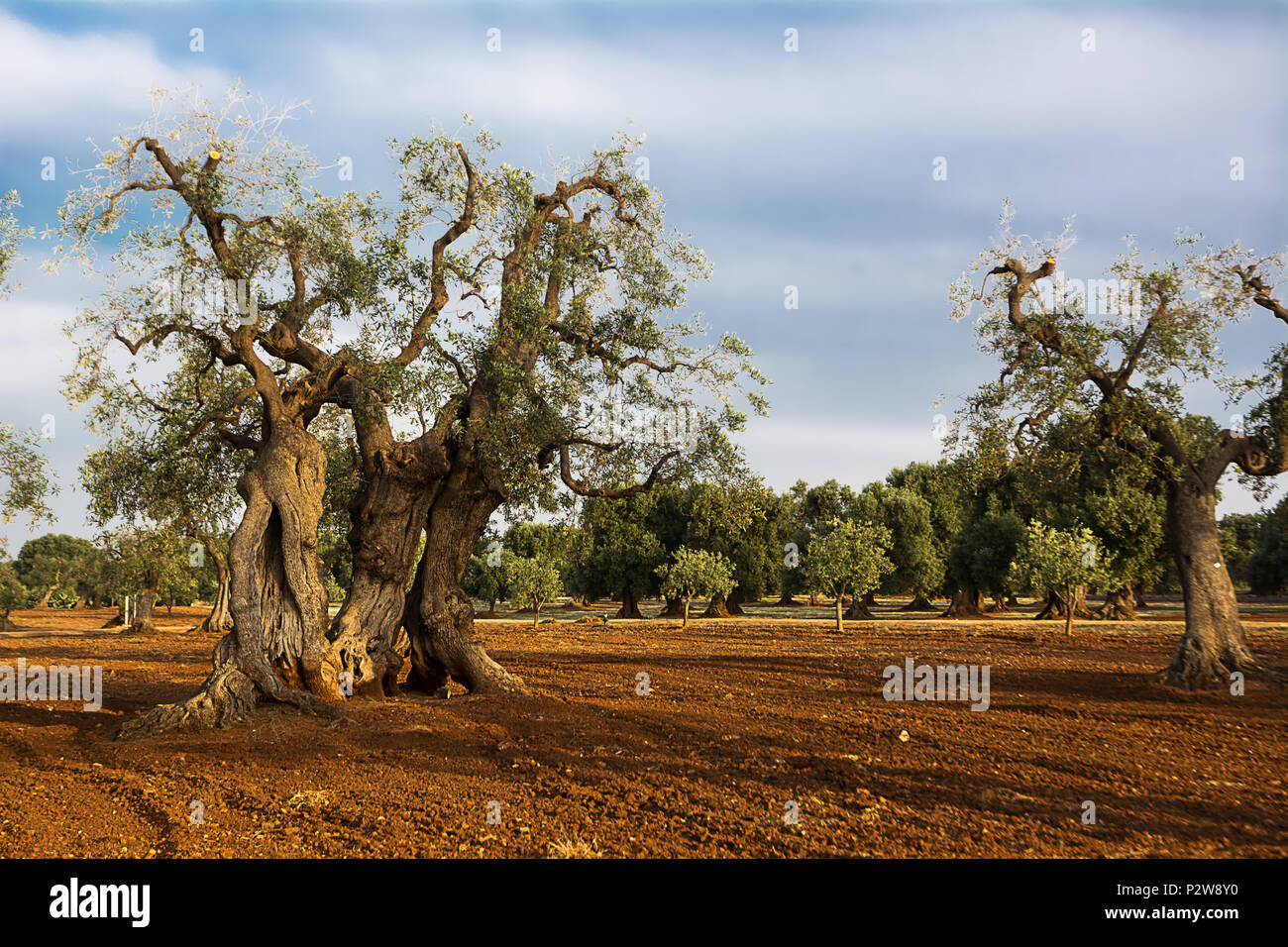 Puglia olive trees hi-res stock photography and images - Alamy