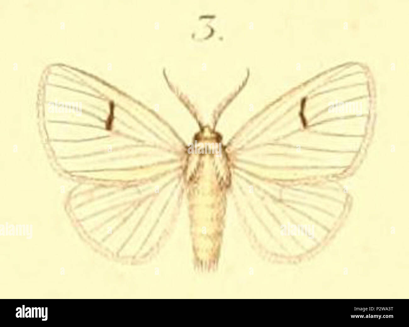 Leucoma hi-res stock photography and images - Alamy