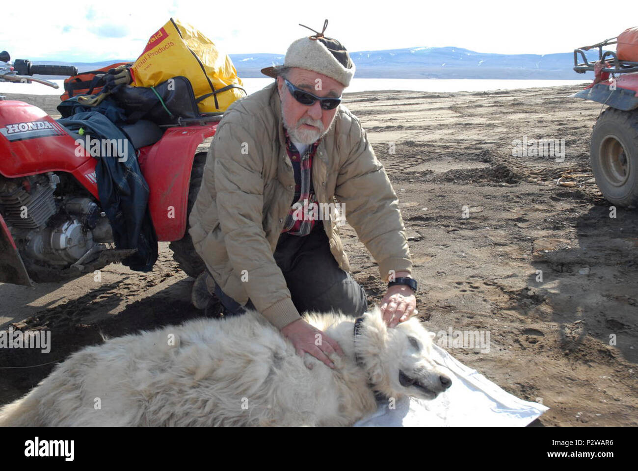 04 North Pole Wolf Stock Photo - Alamy