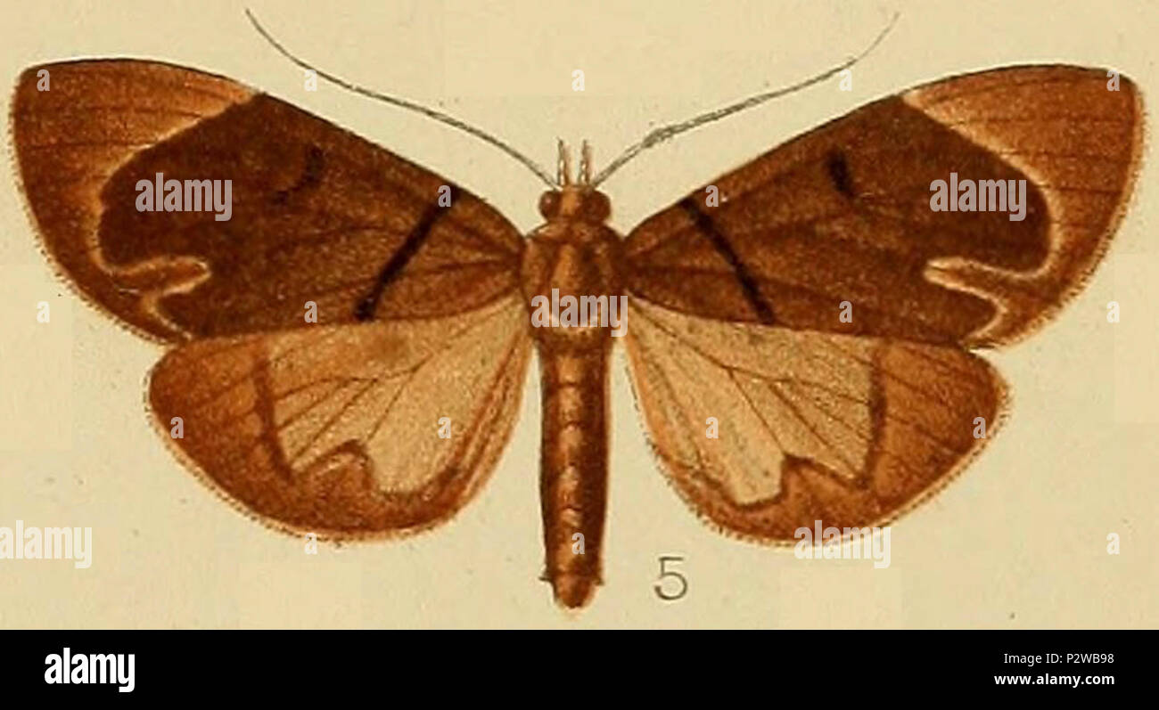 Monodonta hi-res stock photography and images - Alamy