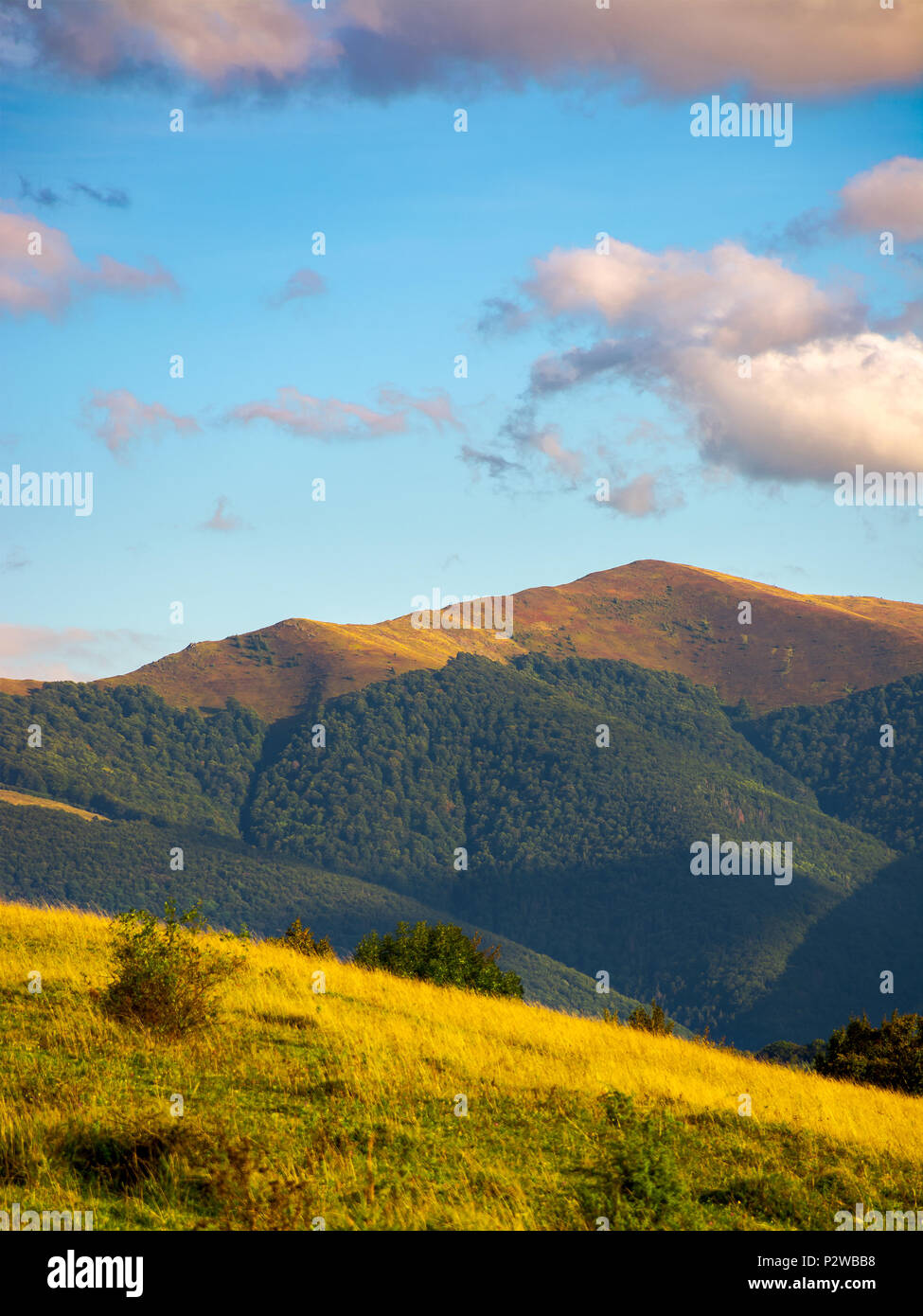grassy slope in high mountains. beautiful summer landscape with ...