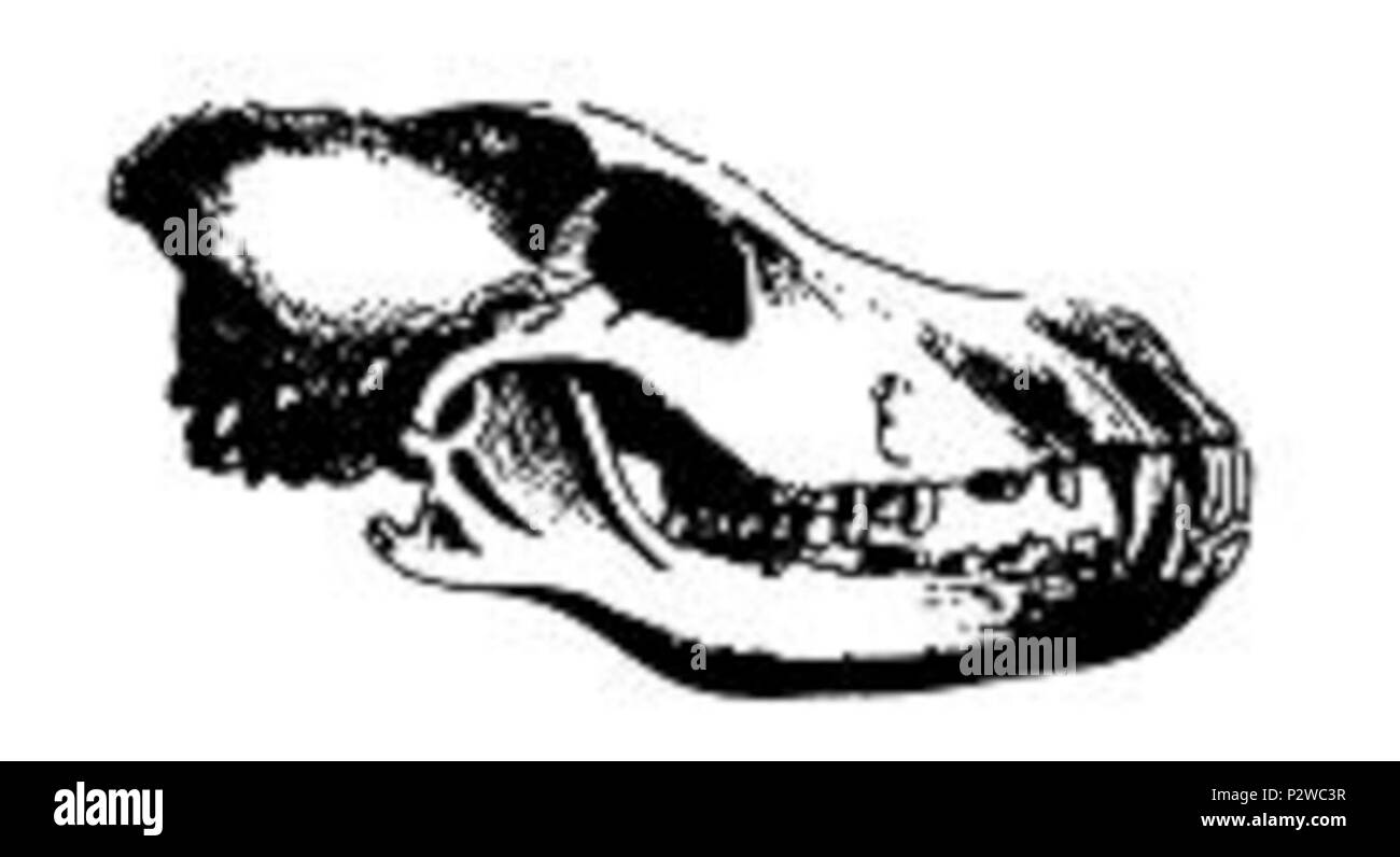 Dingo Black and White Stock Photos & Images - Alamy