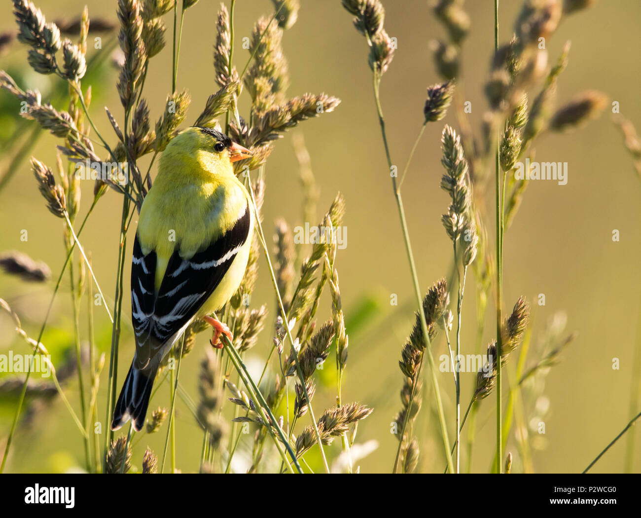 The golden finch hi-res stock photography and images - Alamy