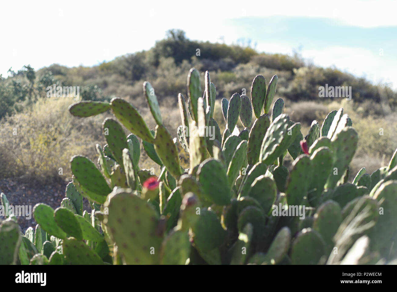 Native cactus hi-res stock photography and images - Alamy