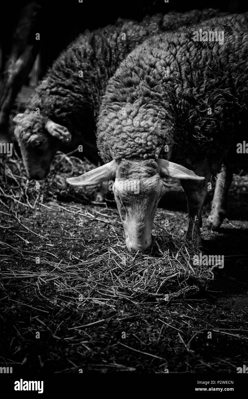 New zealand sheeps on Black and White Stock Photos & Images - Alamy