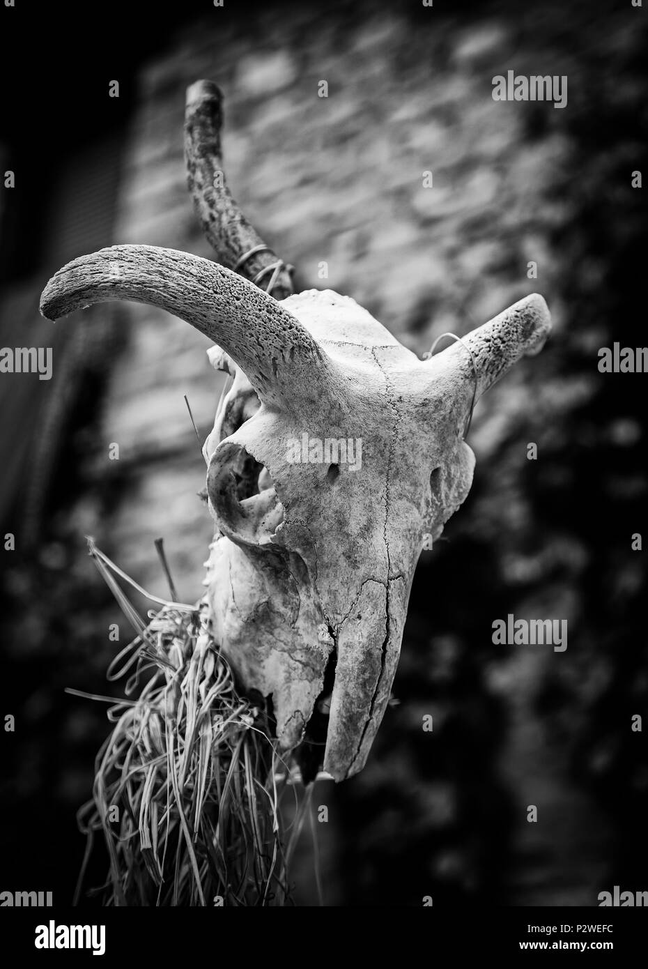 Old witchcraft goat skull, skull detail of a ancient animal ...