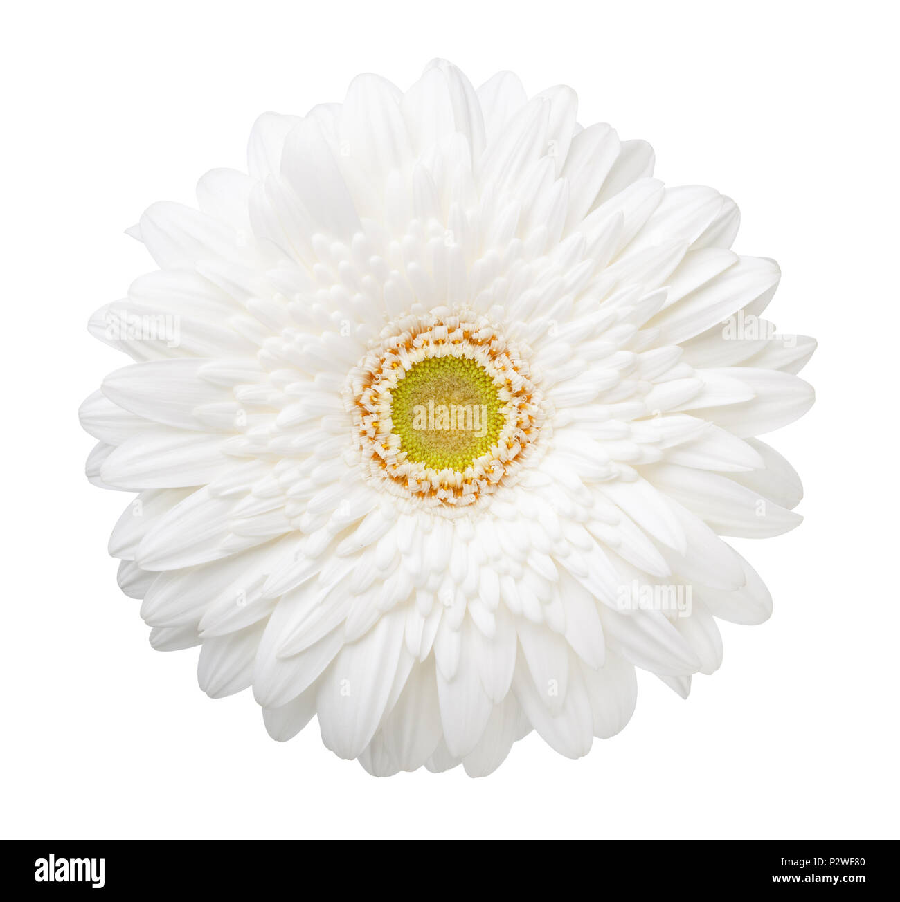 White Gerbera flower isolated on white background Stock Photo - Alamy