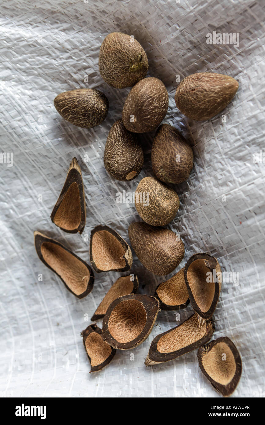 Close up of seeds of Murumuru (Astrocaryum murumuru Mart), a species of ...