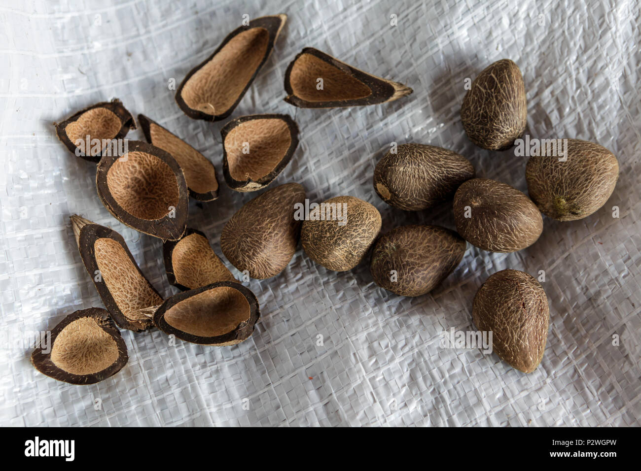 Close up of seeds of Murumuru (Astrocaryum murumuru Mart), a species of ...