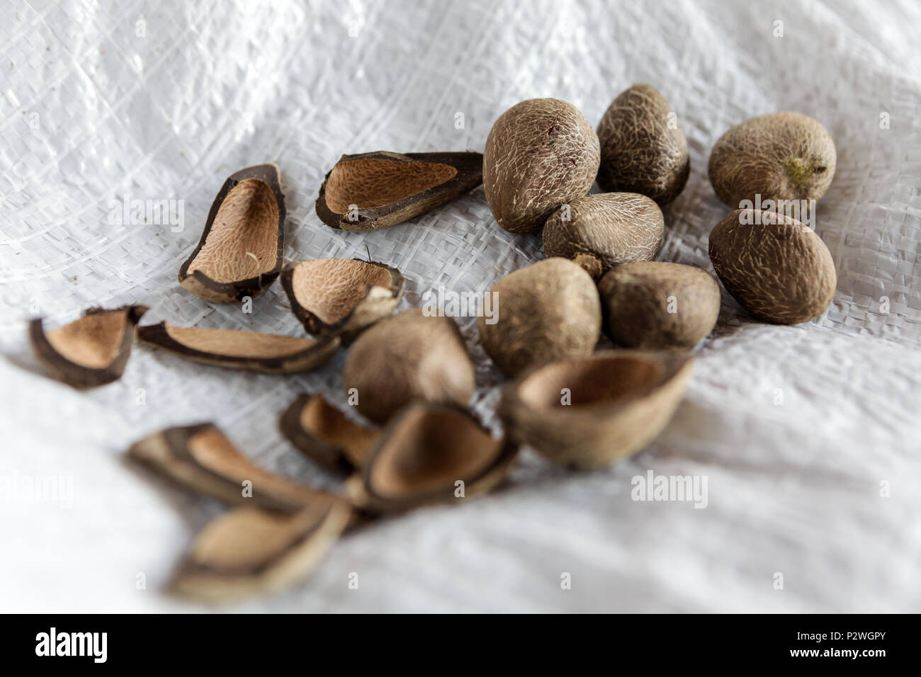 Close up of seeds of Murumuru (Astrocaryum murumuru Mart), a species of ...