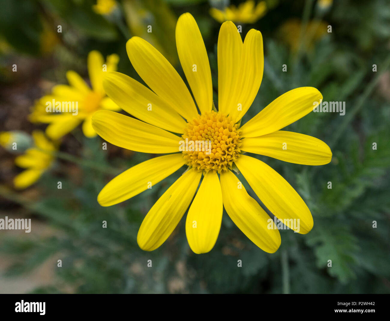 Grey Leaved Euryops High Resolution Stock Photography and Images - Alamy