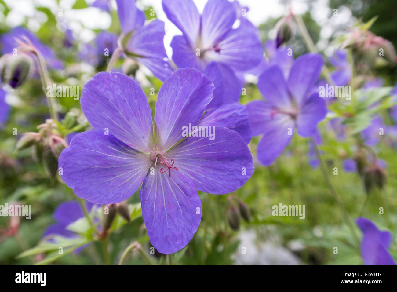 Geranium Johnsons Blue High Resolution Stock Photography and Images - Alamy