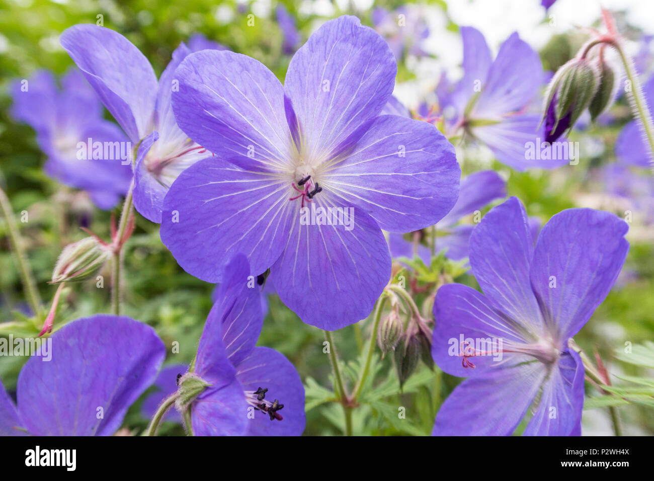 Geranium Johnson's Blue, cranesbill, flowering geranium, × johnsonii ...