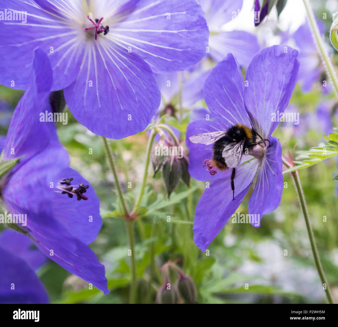 A bee on Geranium Johnson's Blue, cranesbill, flowering geranium, × ...