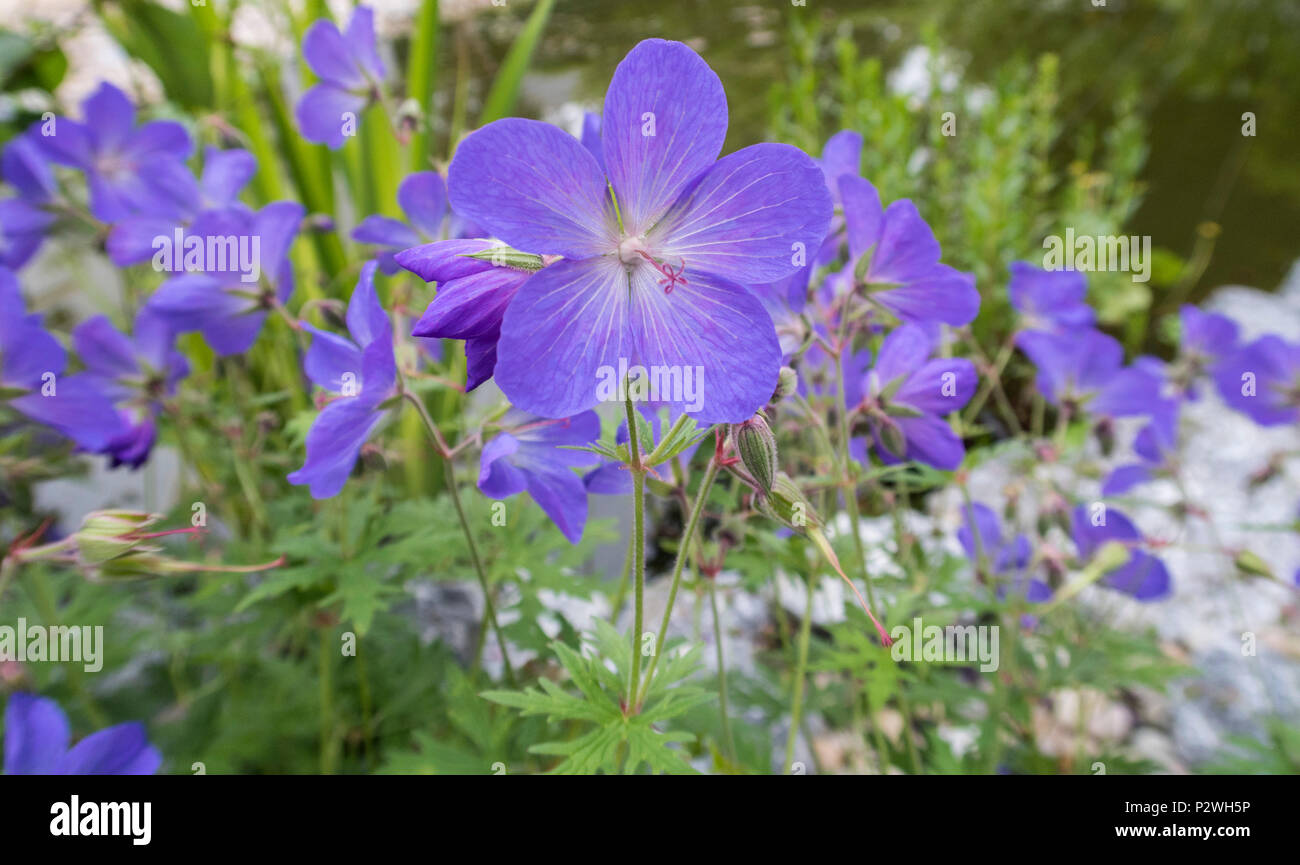 Geranium Johnson's Blue, cranesbill, flowering geranium, × johnsonii ...
