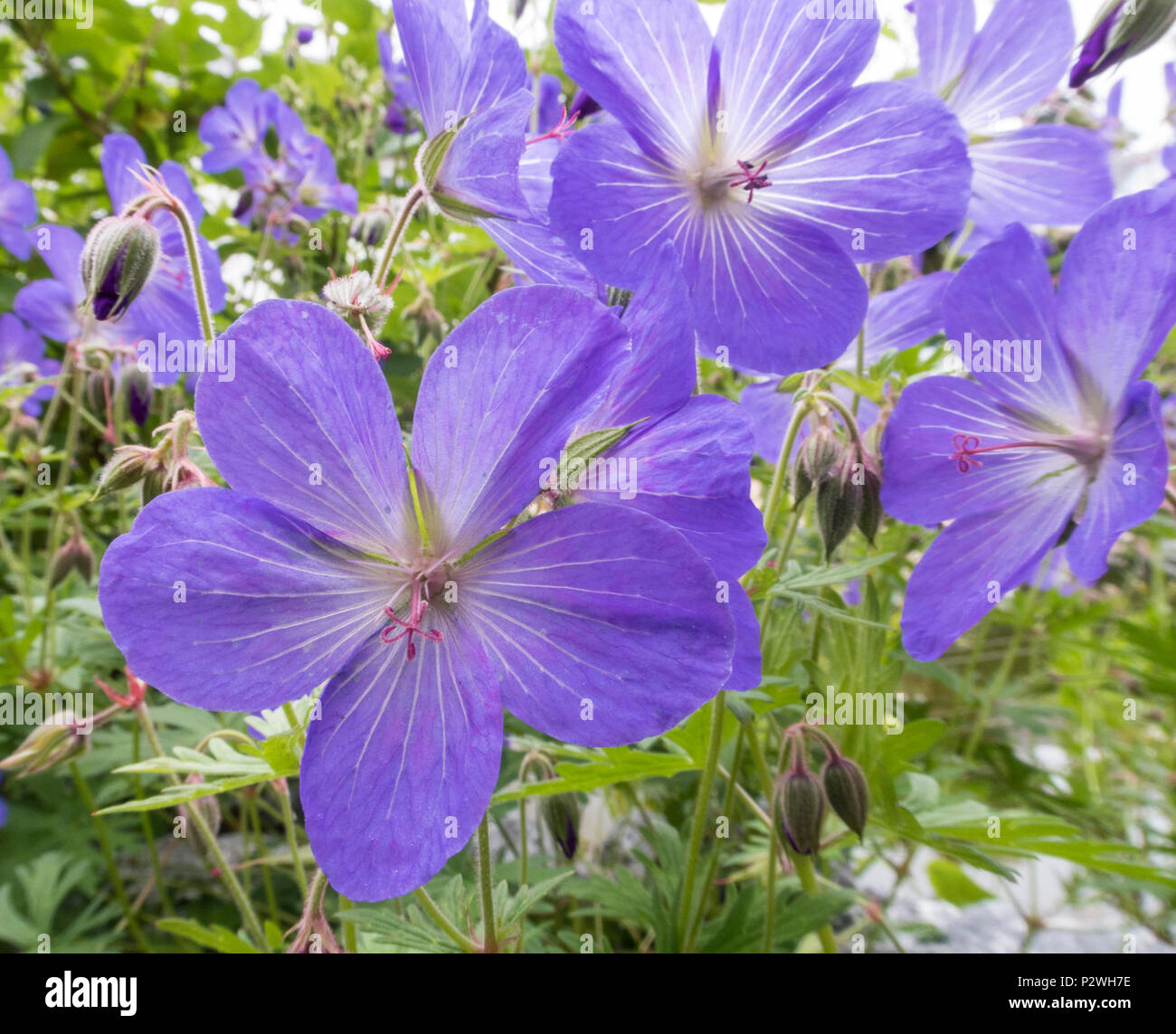 Geranium Johnsons Blue High Resolution Stock Photography and Images - Alamy