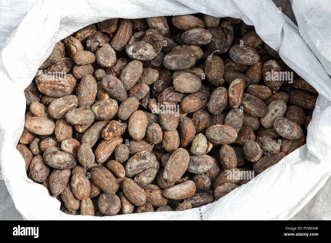 Close up of Bacuri-açu (Platonia Insignis) seeds, specie from Amazon ...