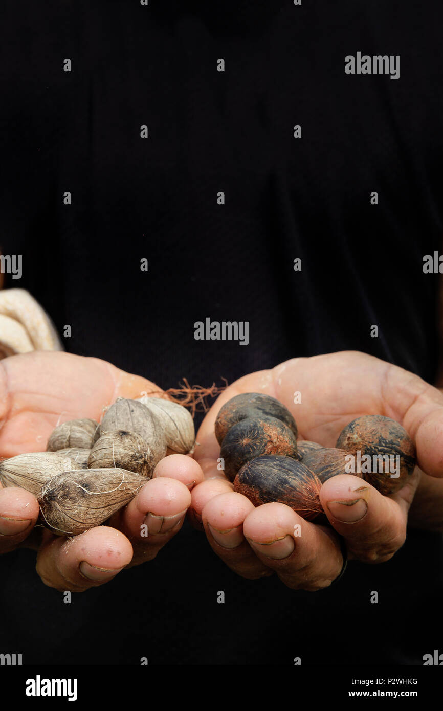 Close up of seeds of Murumuru (Astrocaryum murumuru Mart), a species of ...