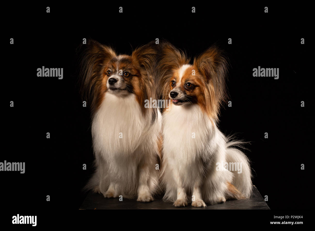 Two dogs of breed papillon on a black background. Couple of dogs Stock ...