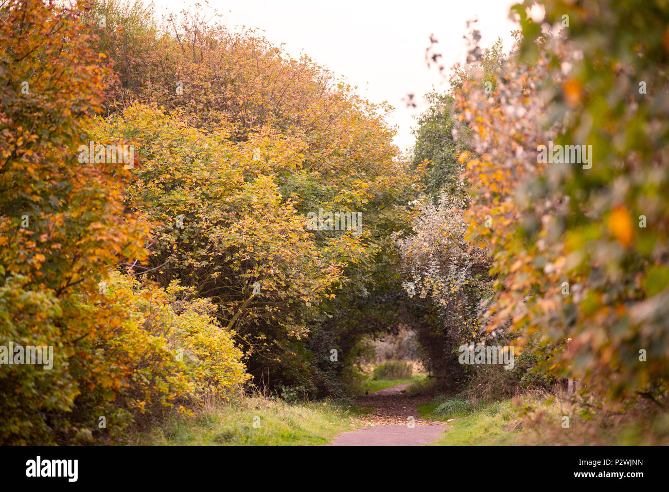 Pathway through autumn trees Stock Photo - Alamy