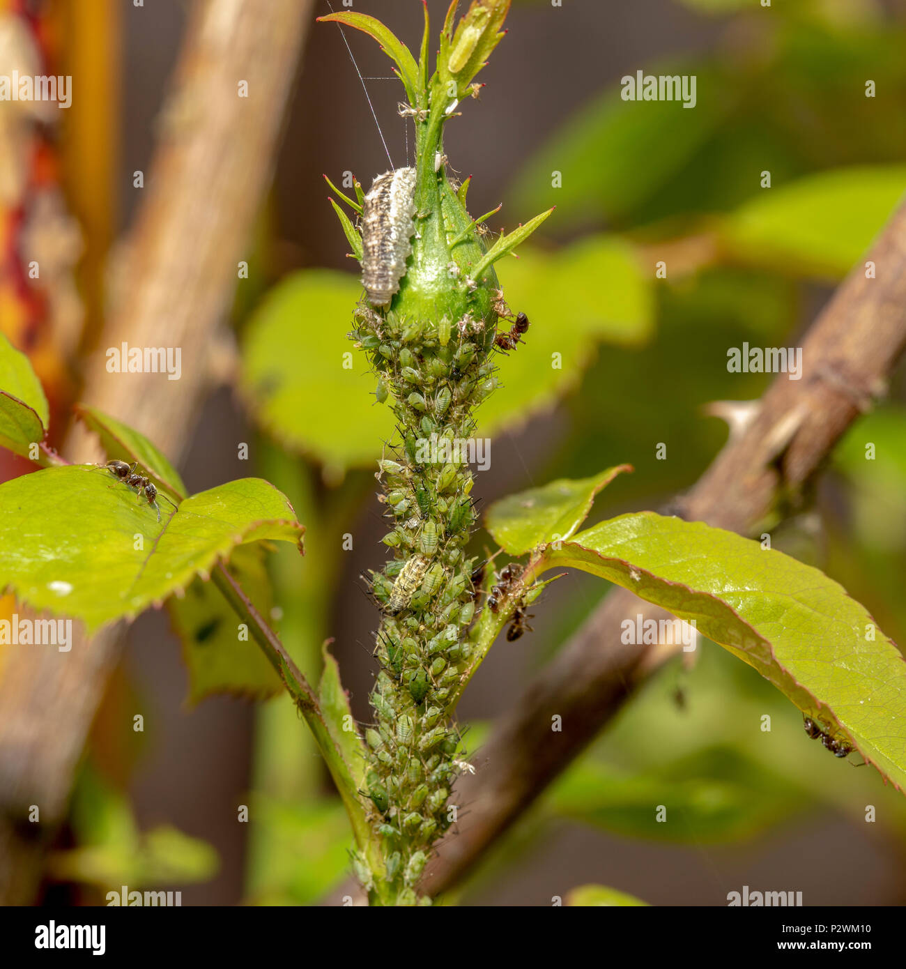 Rose aphids hi-res stock photography and images - Alamy
