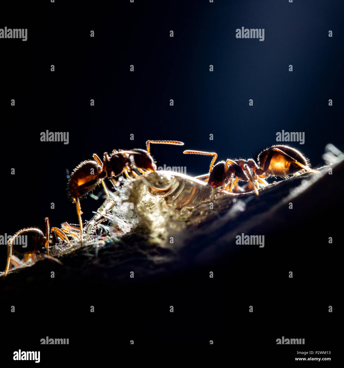 Ants on the tree hi-res stock photography and images - Alamy