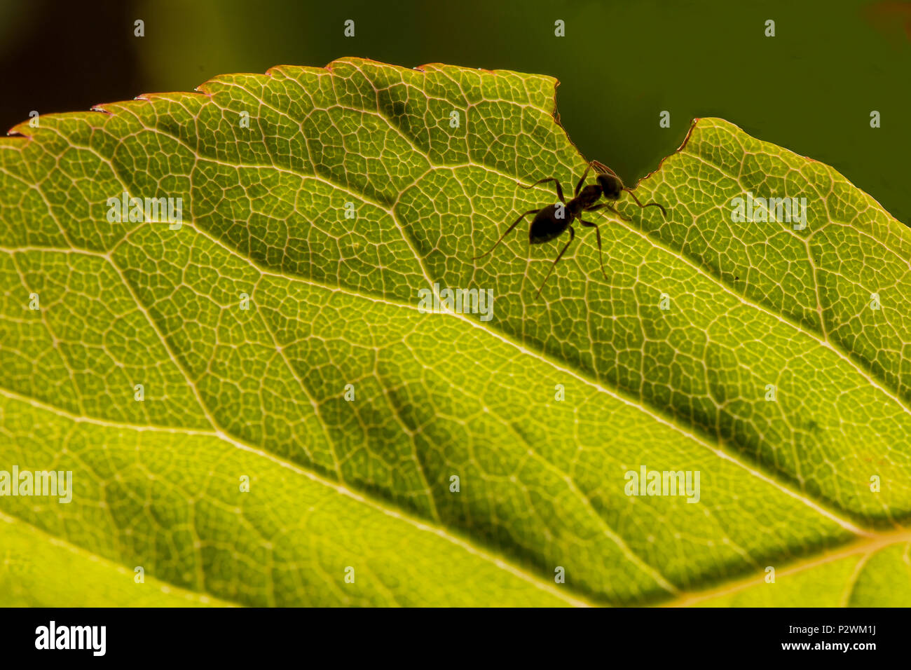 Ant texture hi-res stock photography and images - Alamy