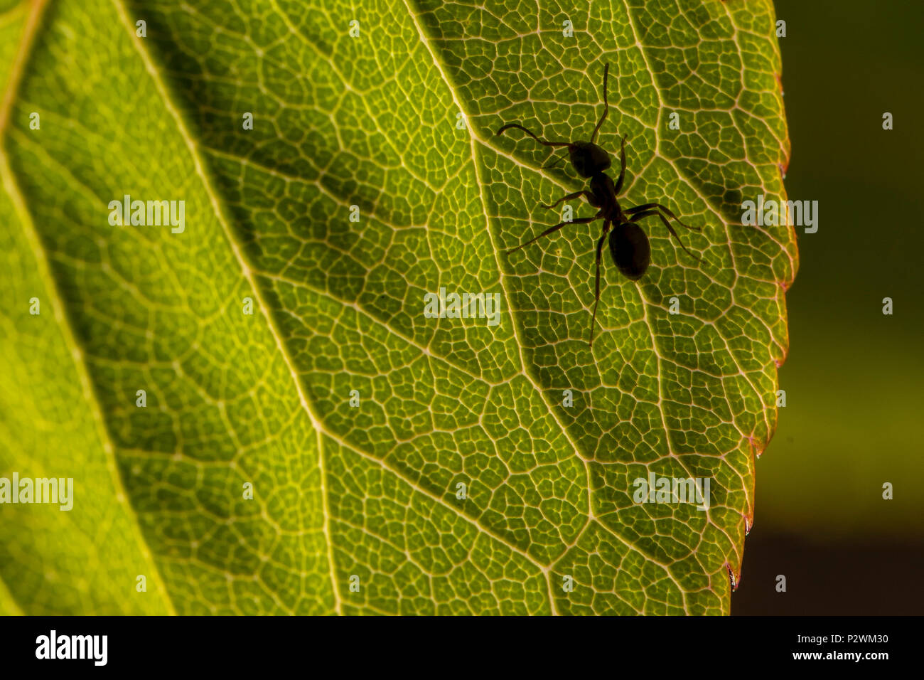 Ant texture hi-res stock photography and images - Alamy
