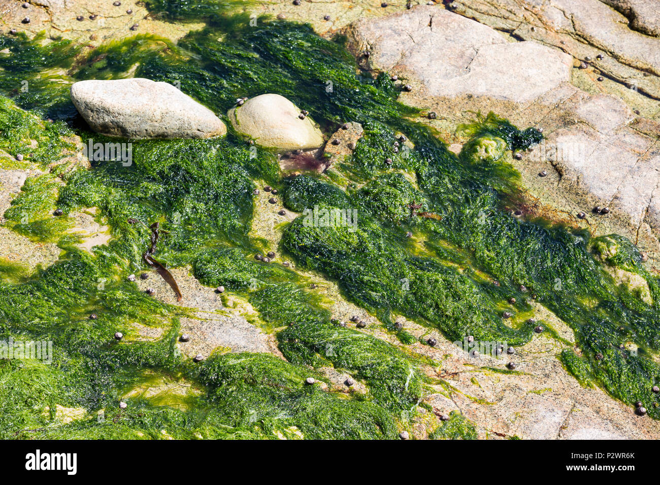 Eat alga hi-res stock photography and images - Alamy
