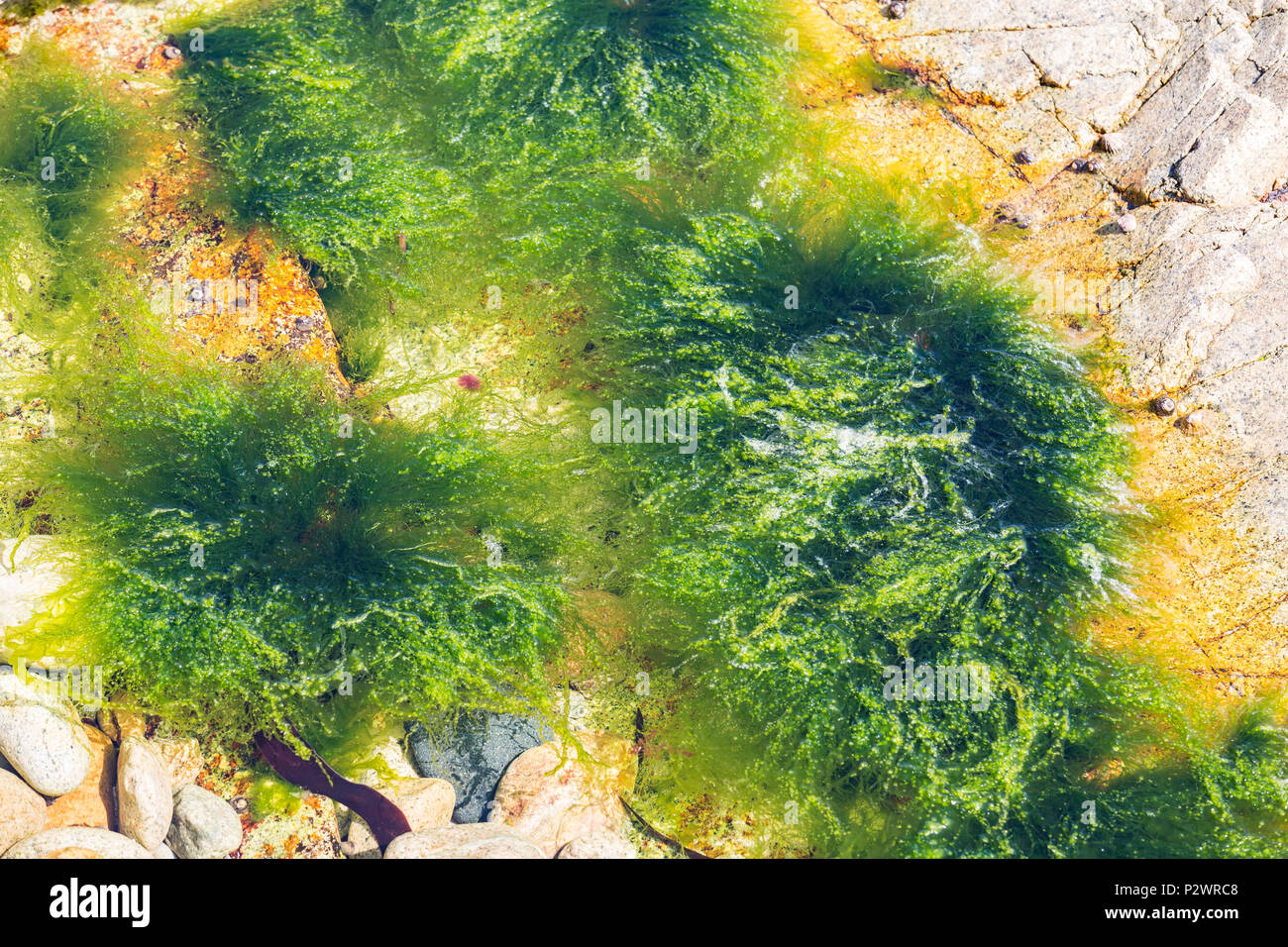 Green algae under the clear water background. France Stock Photo - Alamy