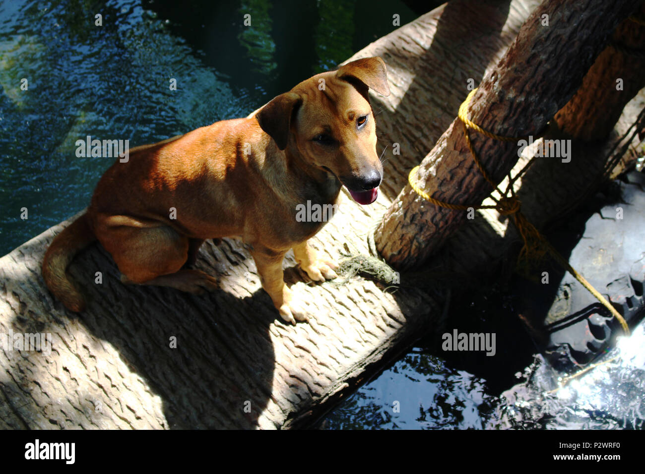 Panglao Lake, Bohol Island, Philippines Stock Photo - Alamy