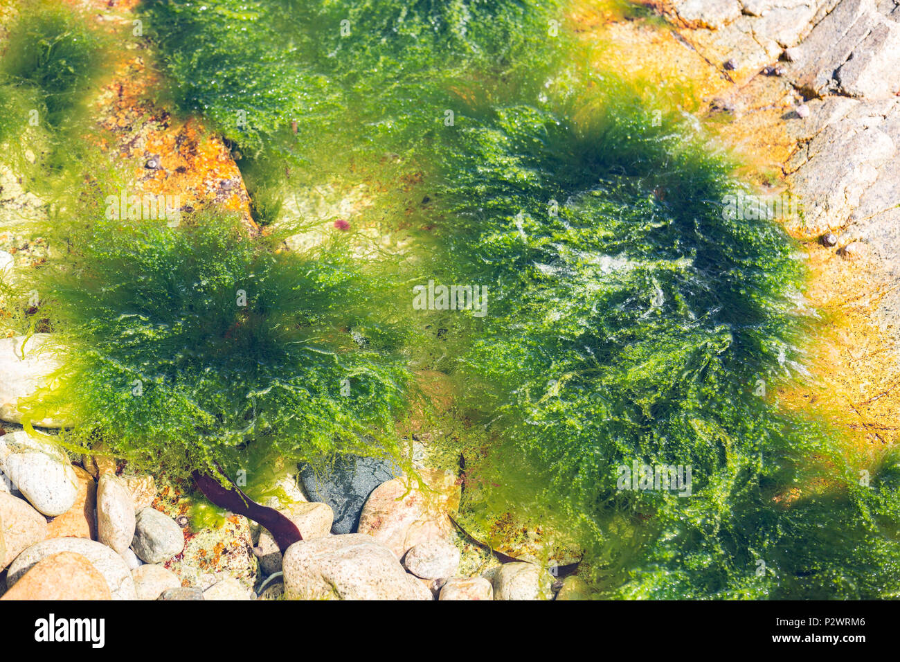 Green algae under the clear water background. France Stock Photo - Alamy