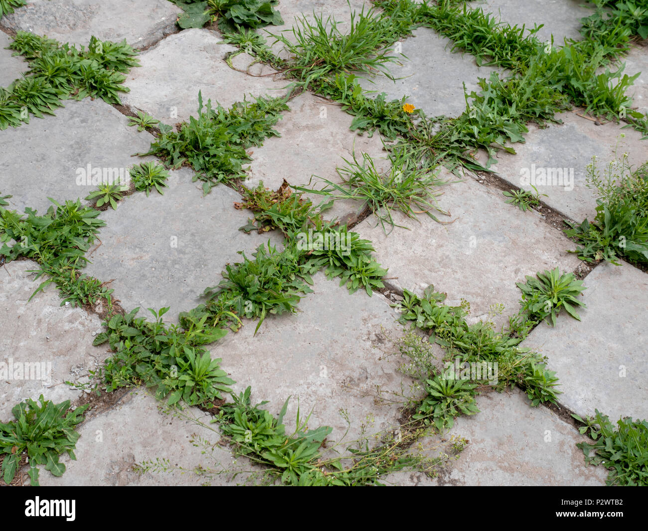 Grass Pavement Texture