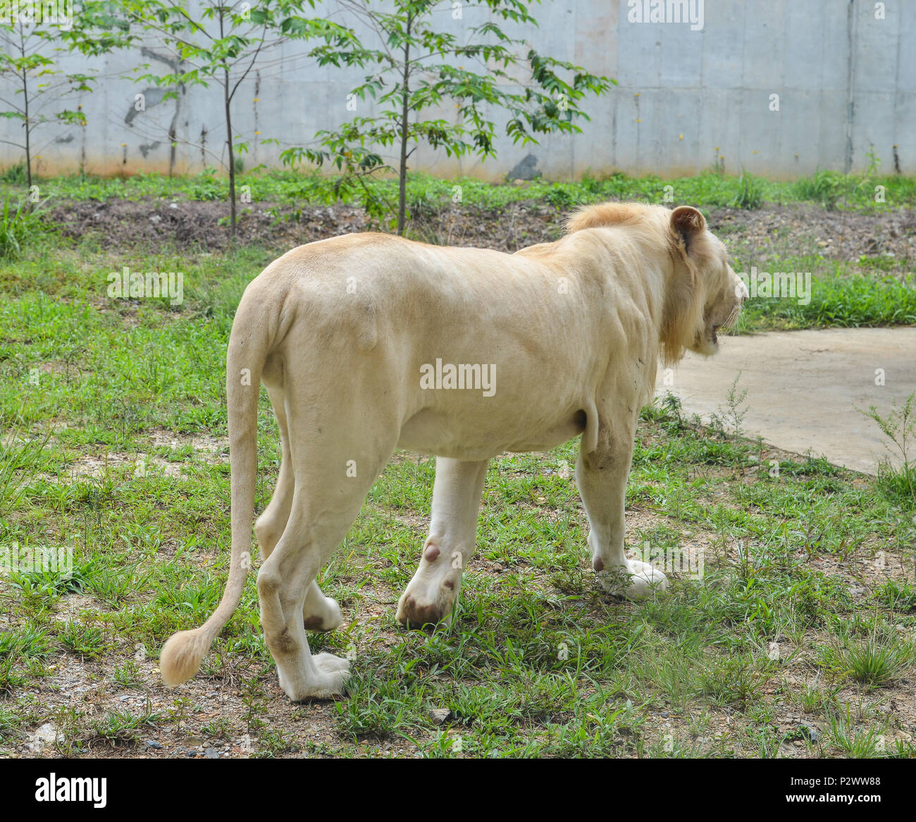 A white lion - Transvaal lion (Panthera leo krugeri) in the zoo Stock ...