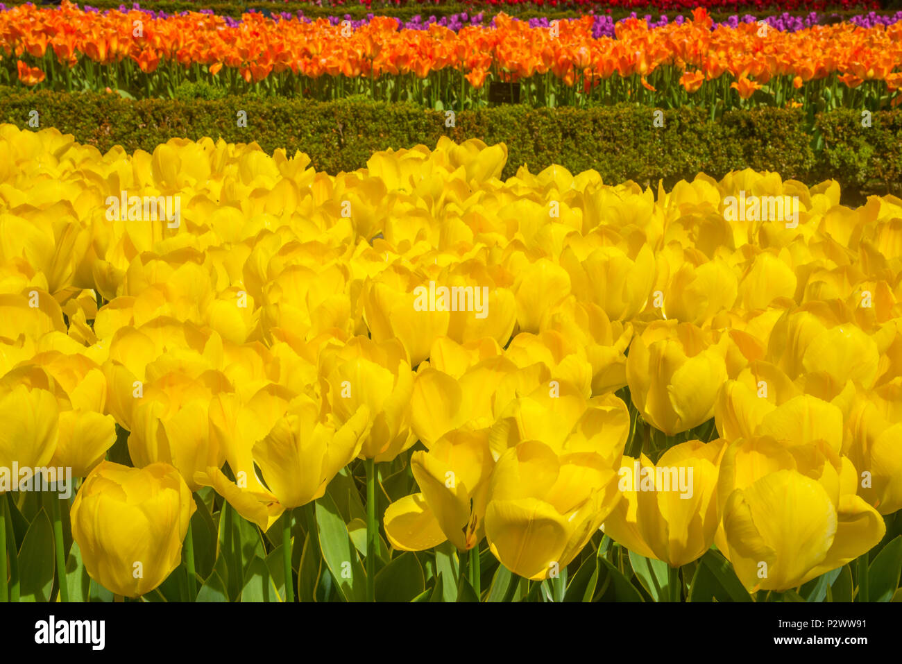 Tulip garden exterior hi-res stock photography and images - Alamy