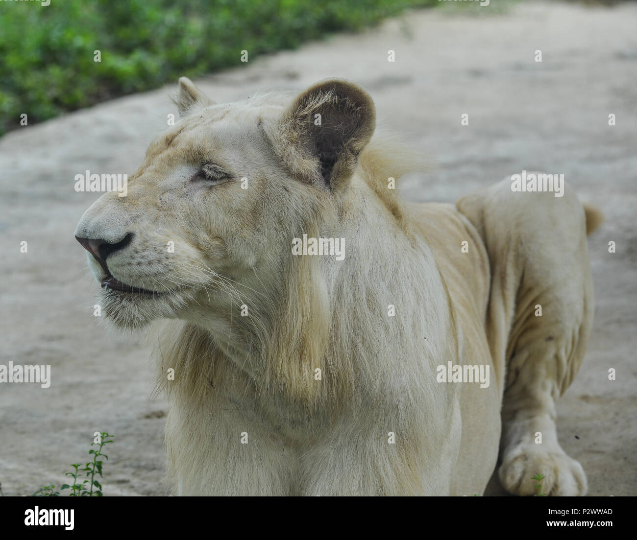 Colour mutation of lion hi-res stock photography and images - Alamy